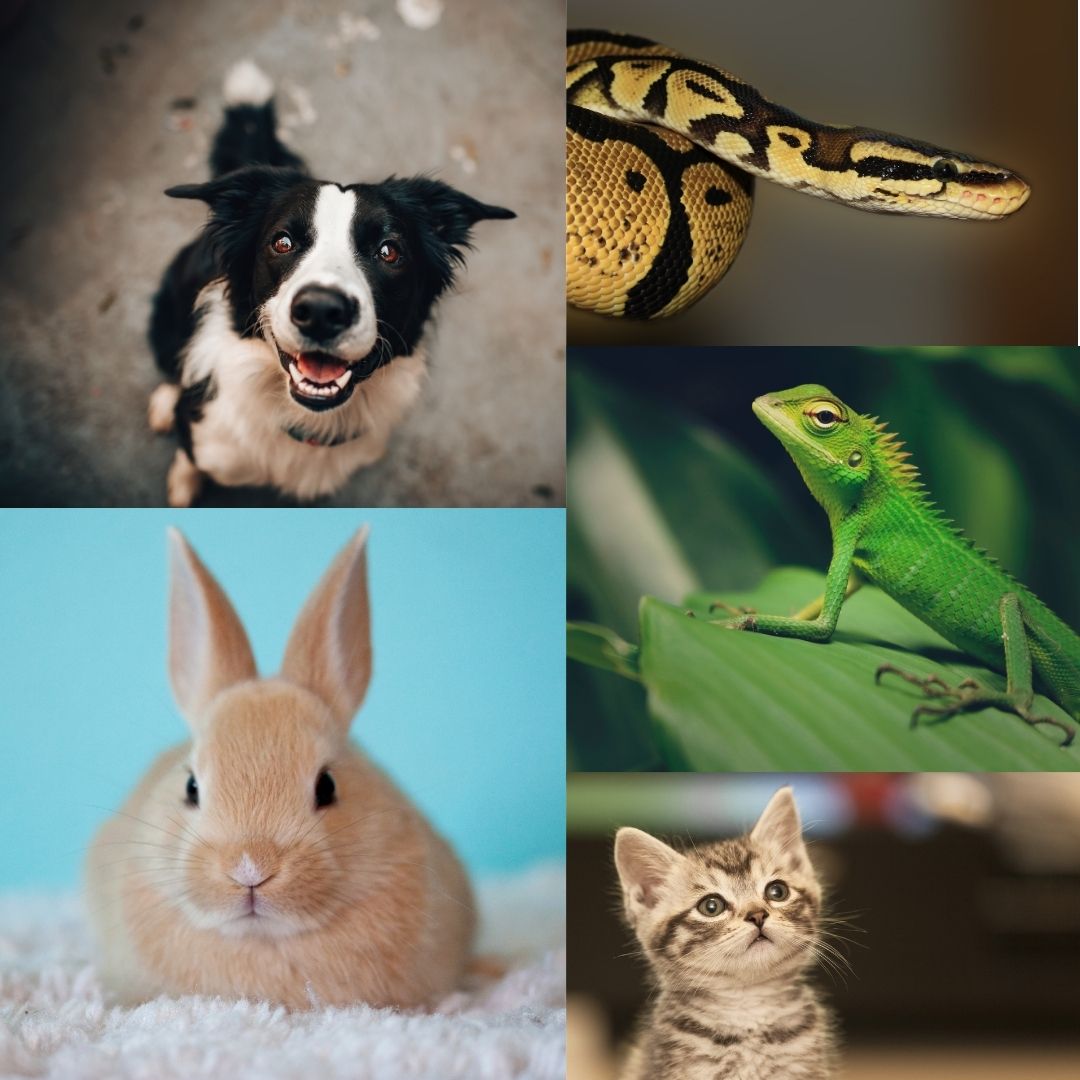 4-H Animal Projects | Hamilton County