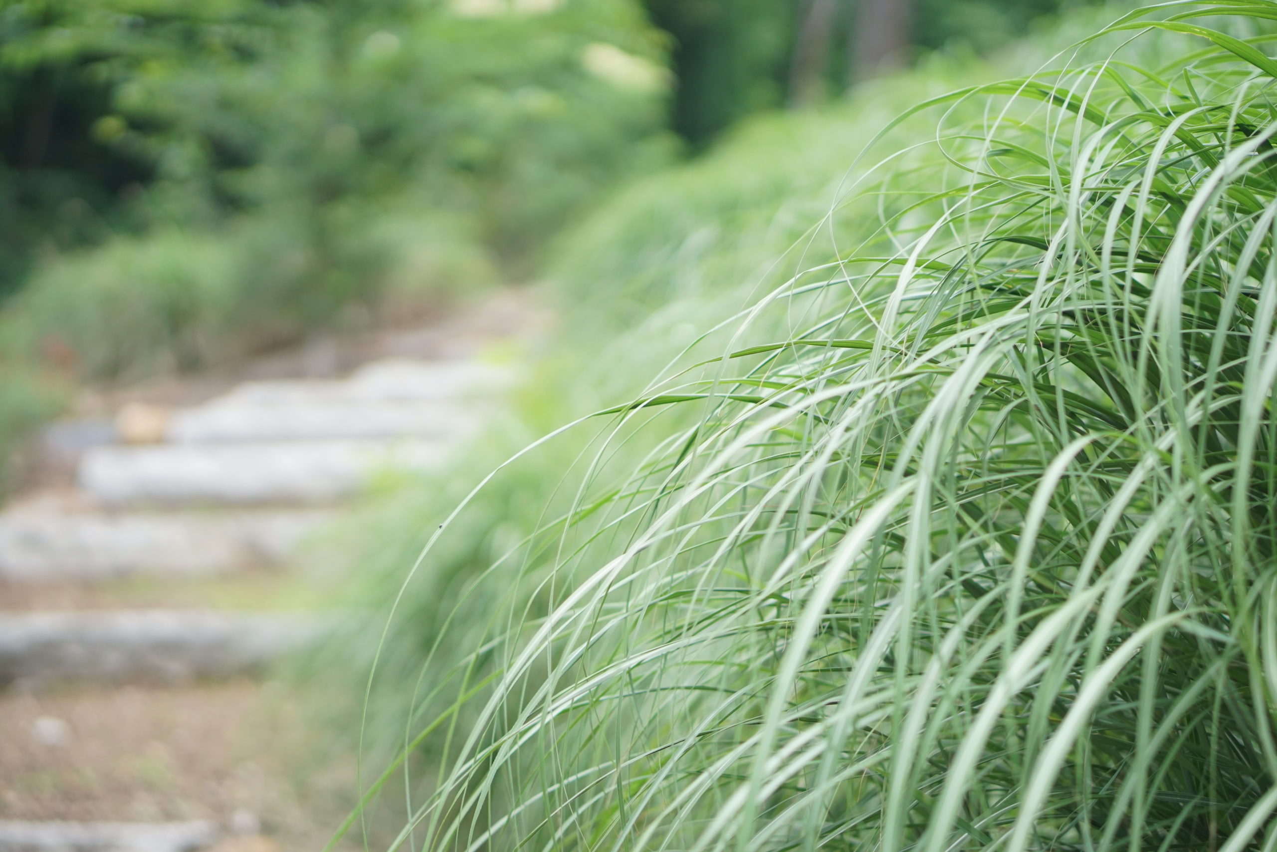 Tennessee Smart Yards Program | Hamilton County