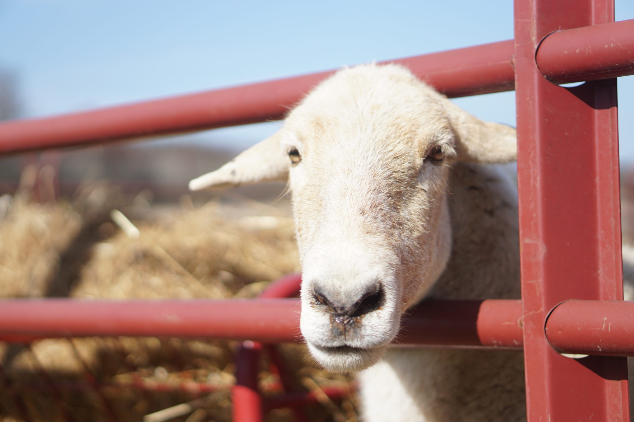 Sheep & Goat Handling Workshop | Hamilton County
