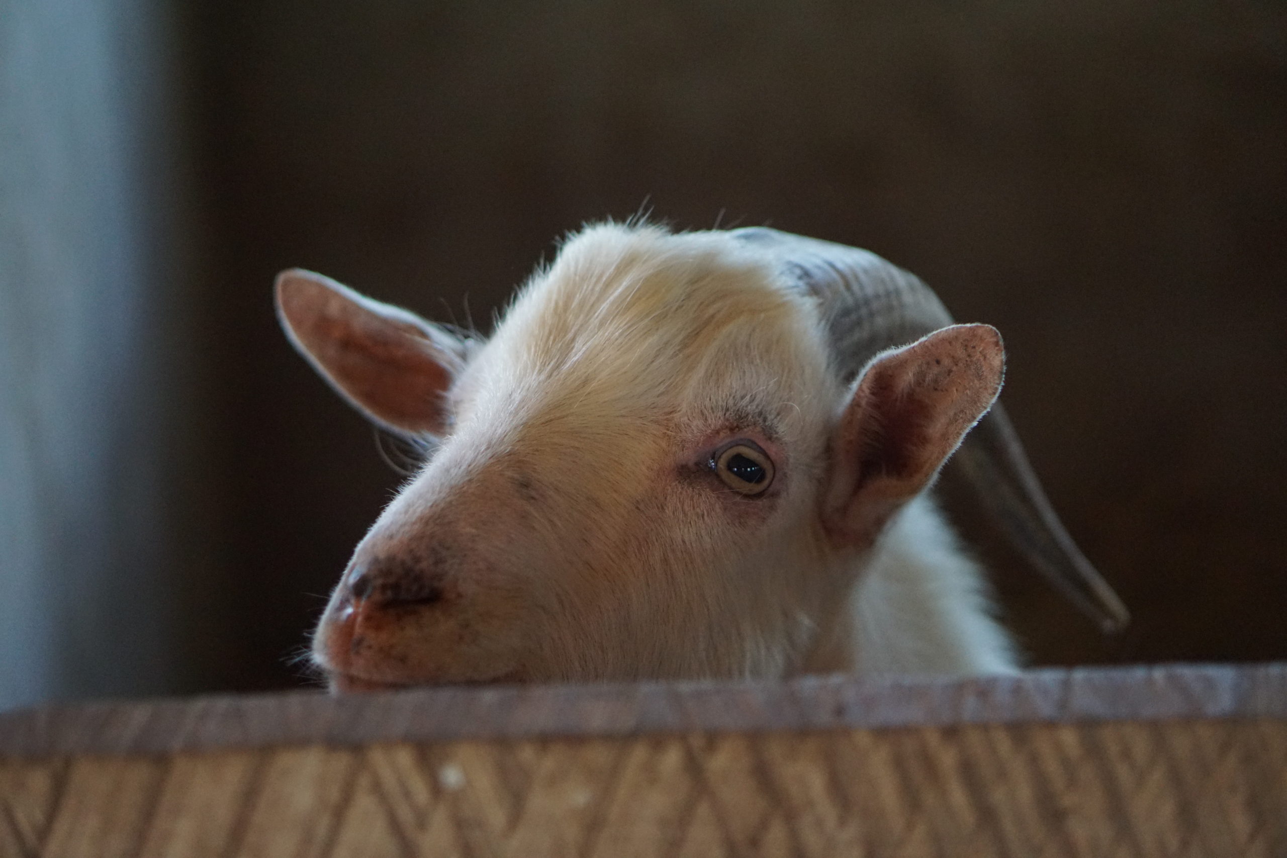 Sheep & Goat Handling Workshop | Hamilton County